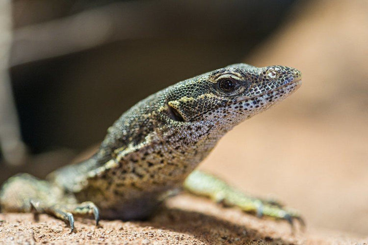 Timor Monitor Care Sheet | Dubiaroaches.com – Dubia.com