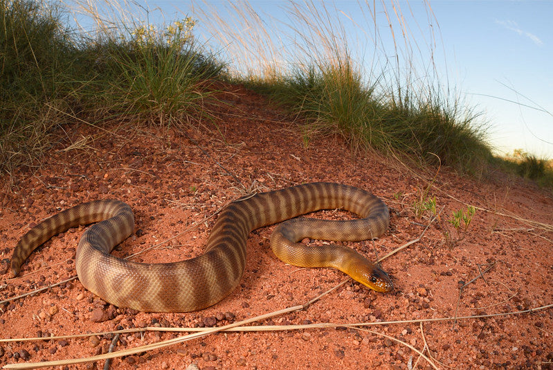 Woma Python Care Sheet | Dubia.com