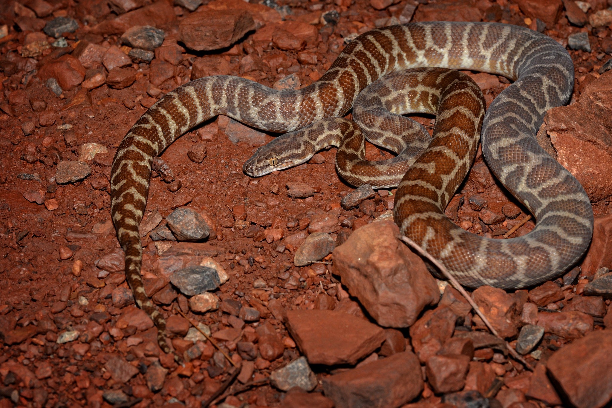 Stimson’s Python Care Sheet | Dubia.com