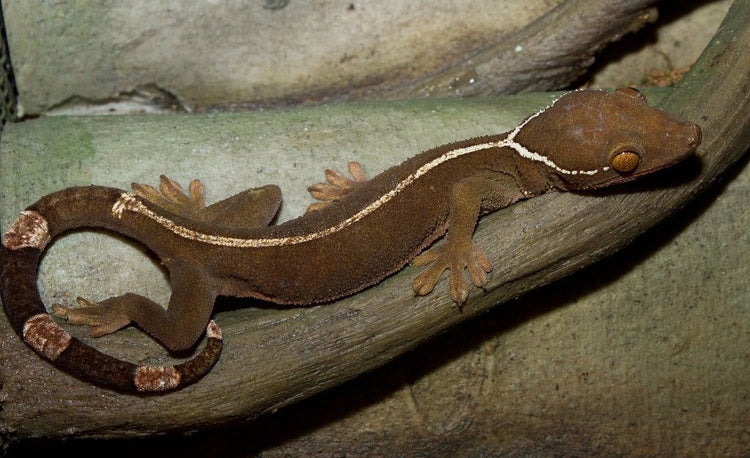Lined Gecko Care Sheet | Dubia.com