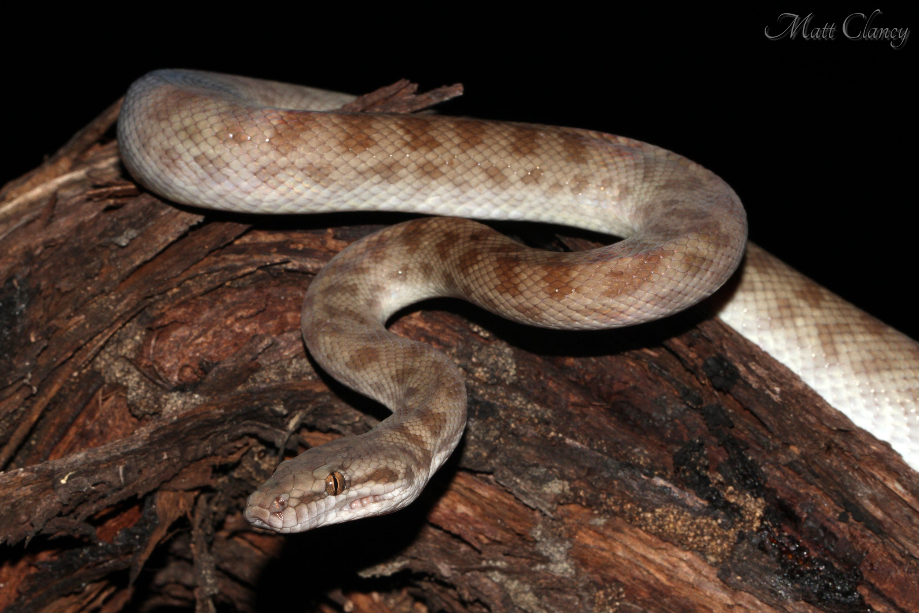 Children’s Python Care Sheet | DubiaRoaches.com – Dubia.com