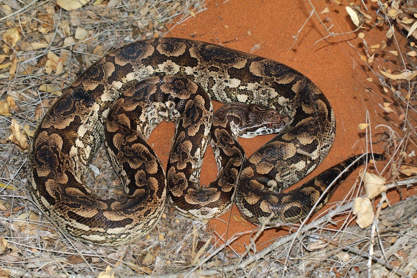 Dumeril’s Boa Care Sheet | DubiaRoaches.com – Dubia.com