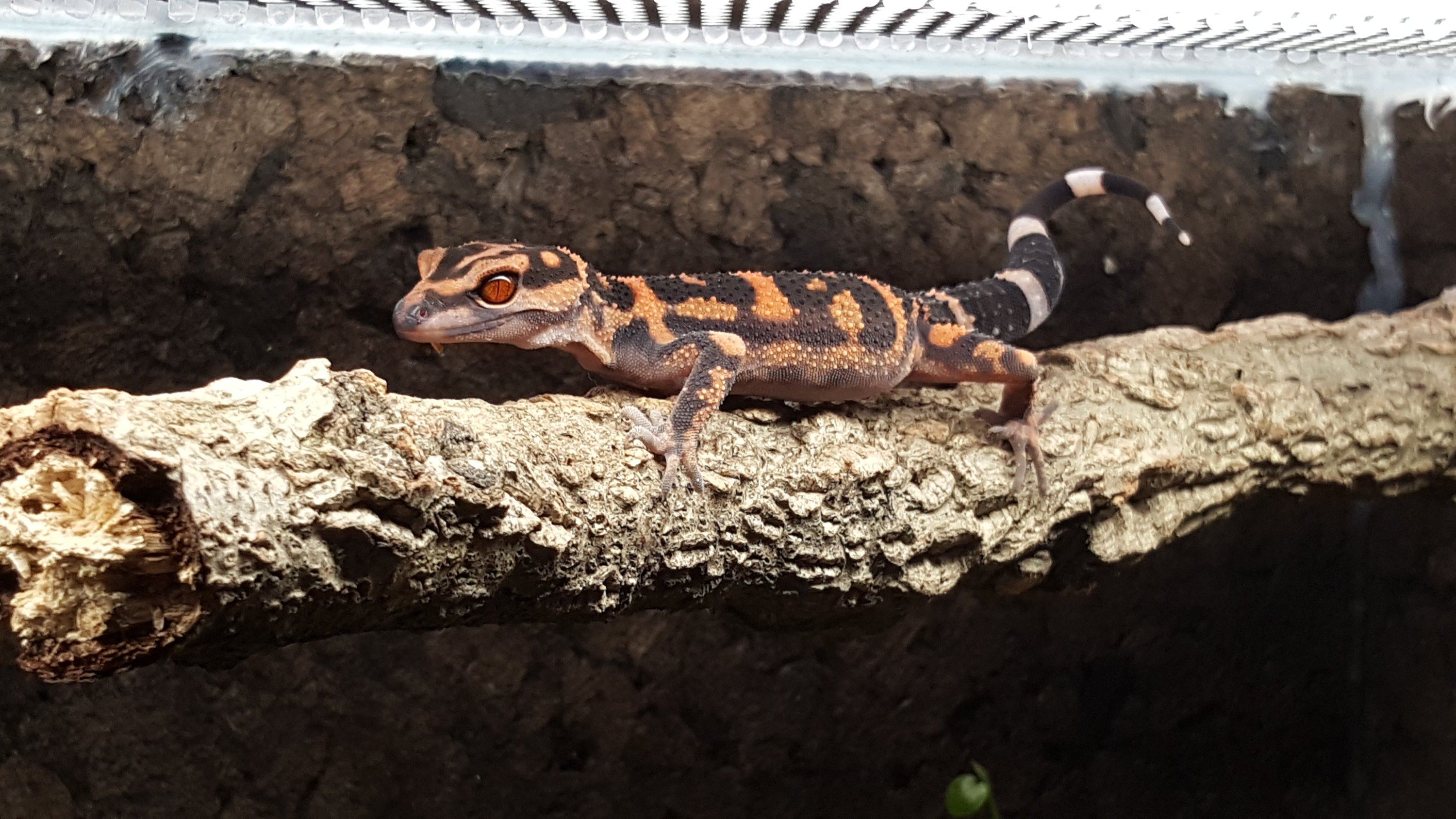 Chinese Cave Gecko Care Sheet | DubiaRoaches.com – Dubia.com