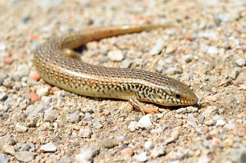 Sand Skink Endangered
