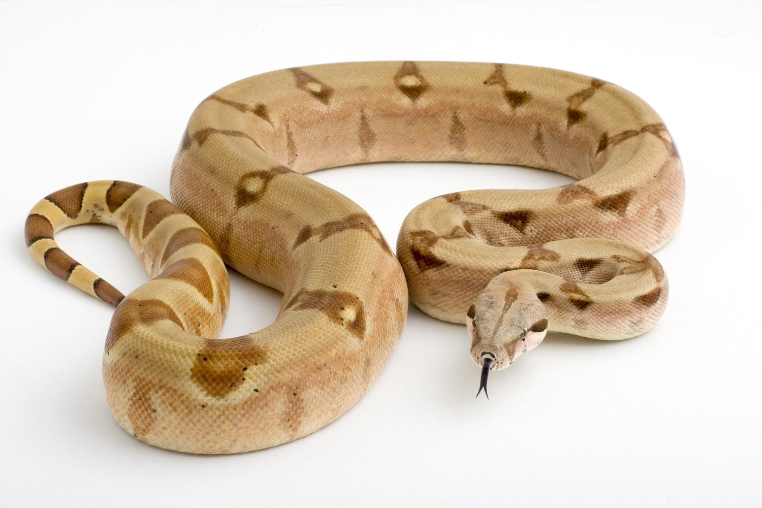 Boa Constrictor Care Sheet | Dubia.com