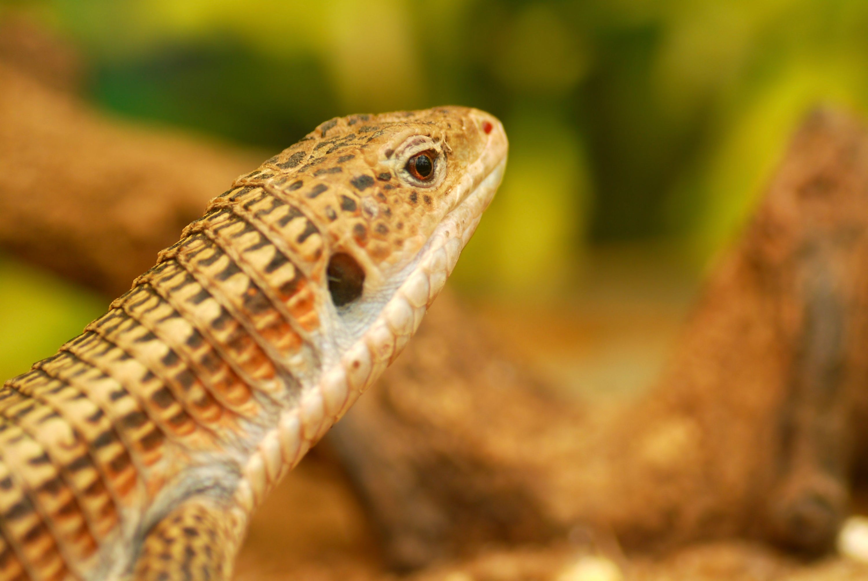 Sudan Plated Lizard Care Sheet | DubiaRoaches.com – Dubia.com