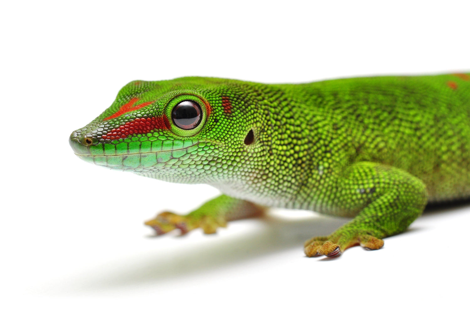 How to Care for Your Giant Day Gecko | DubiaRoaches.com – Dubia.com
