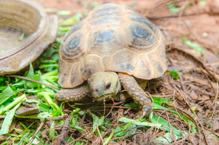 Russian Tortoise Care Sheet | Dubia.com