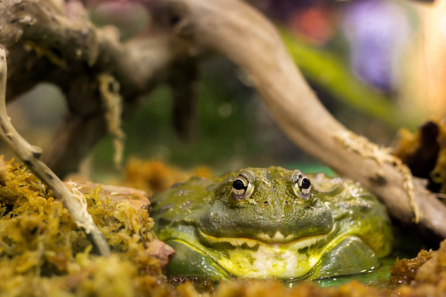 Pixie Frog Care Sheet | DubiaRoaches.com – Dubia.com