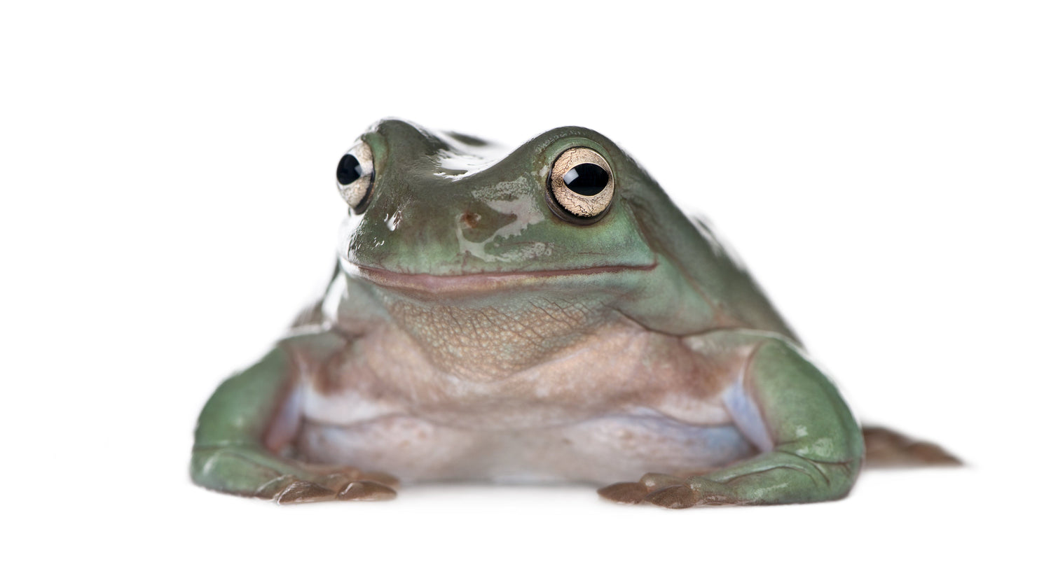 White’s Tree Frog Care Sheet | DubiaRoaches.com – Dubia.com