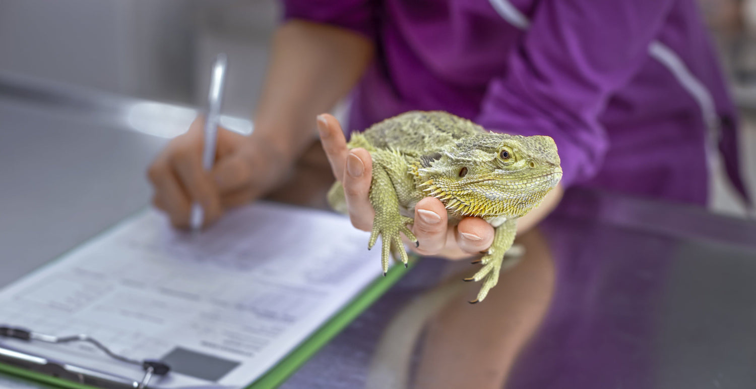 10 Common Misconceptions About Reptile Parasites | DubiaRoaches.com ...