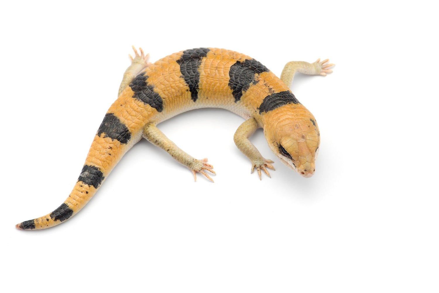 Peters Banded Skink Care Sheet | DubiaRoaches.com – Dubia.com