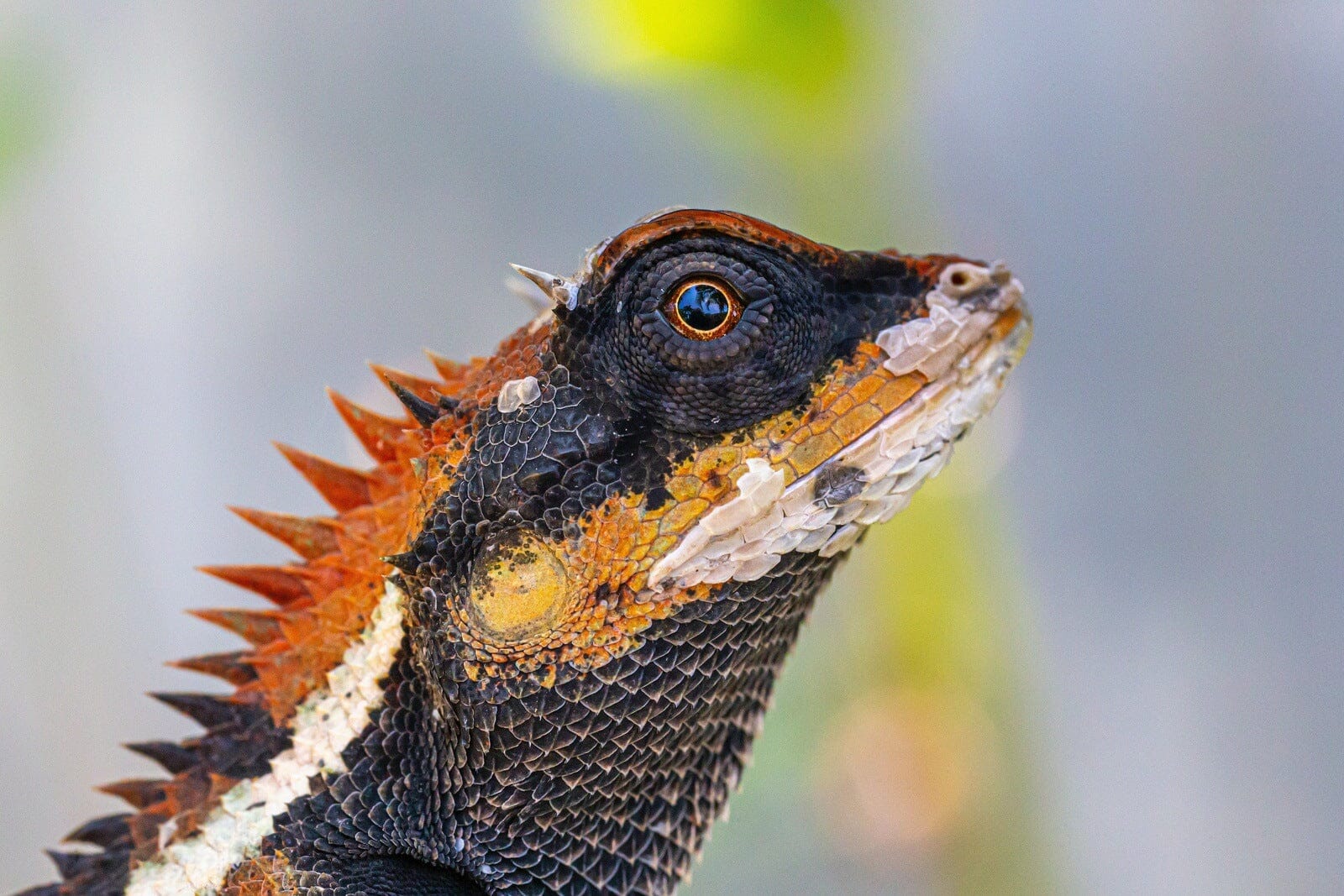 Bearded Dragons - Food & Supplies | “Shop Everything for Dragons ...