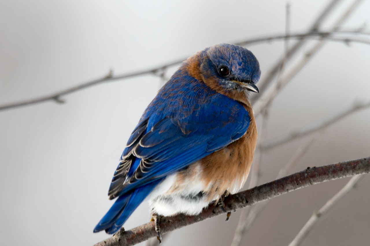 Birds - Food & Supplies | “Find Nutrition & Accessories” – Dubia.com
