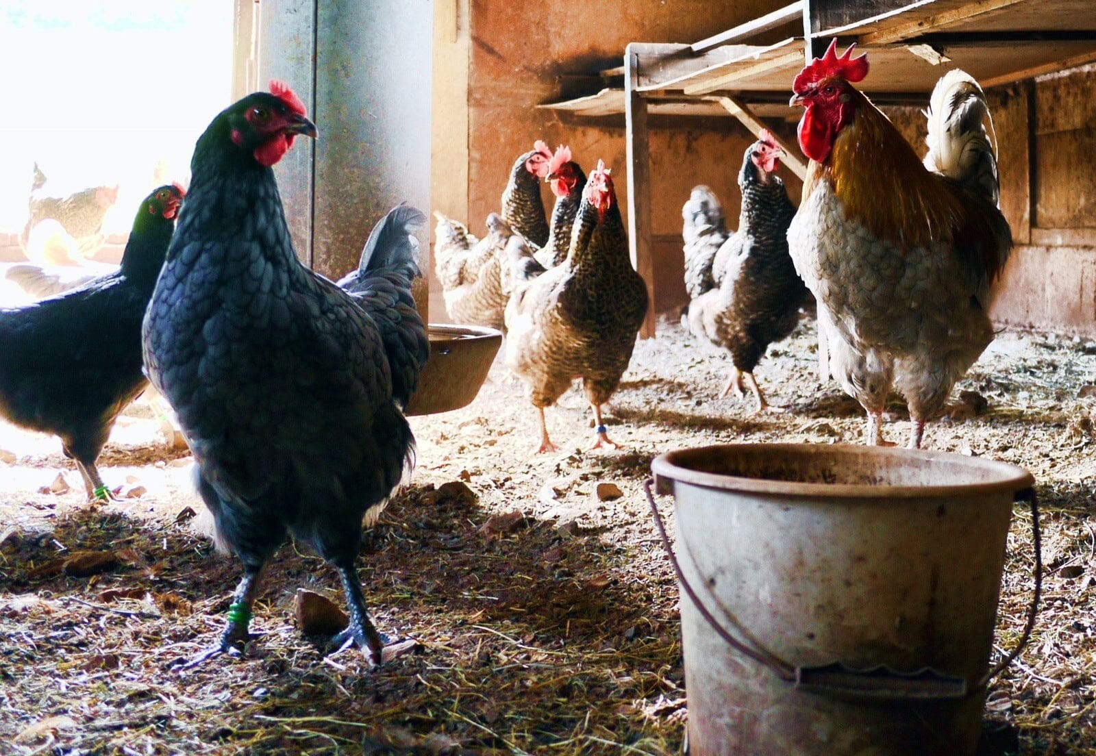 Chickens - Feed & Health Products | “Find Quality Chicken Supplies ...