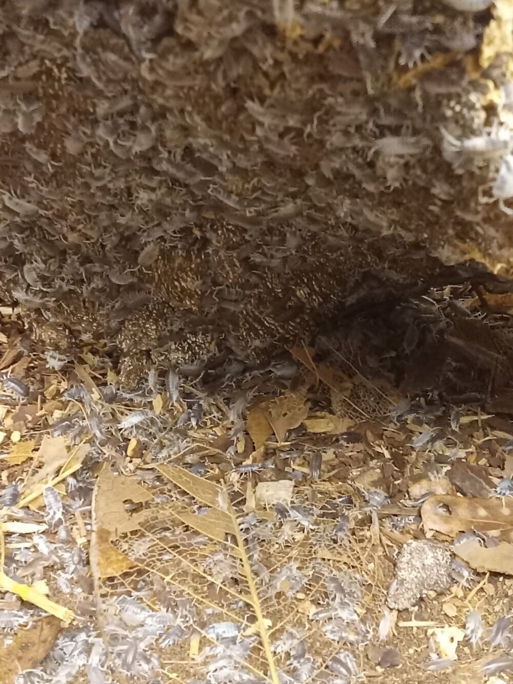 Porcellionoides pruinosus 'Oreo Crumble' Isopods | Dubia.com