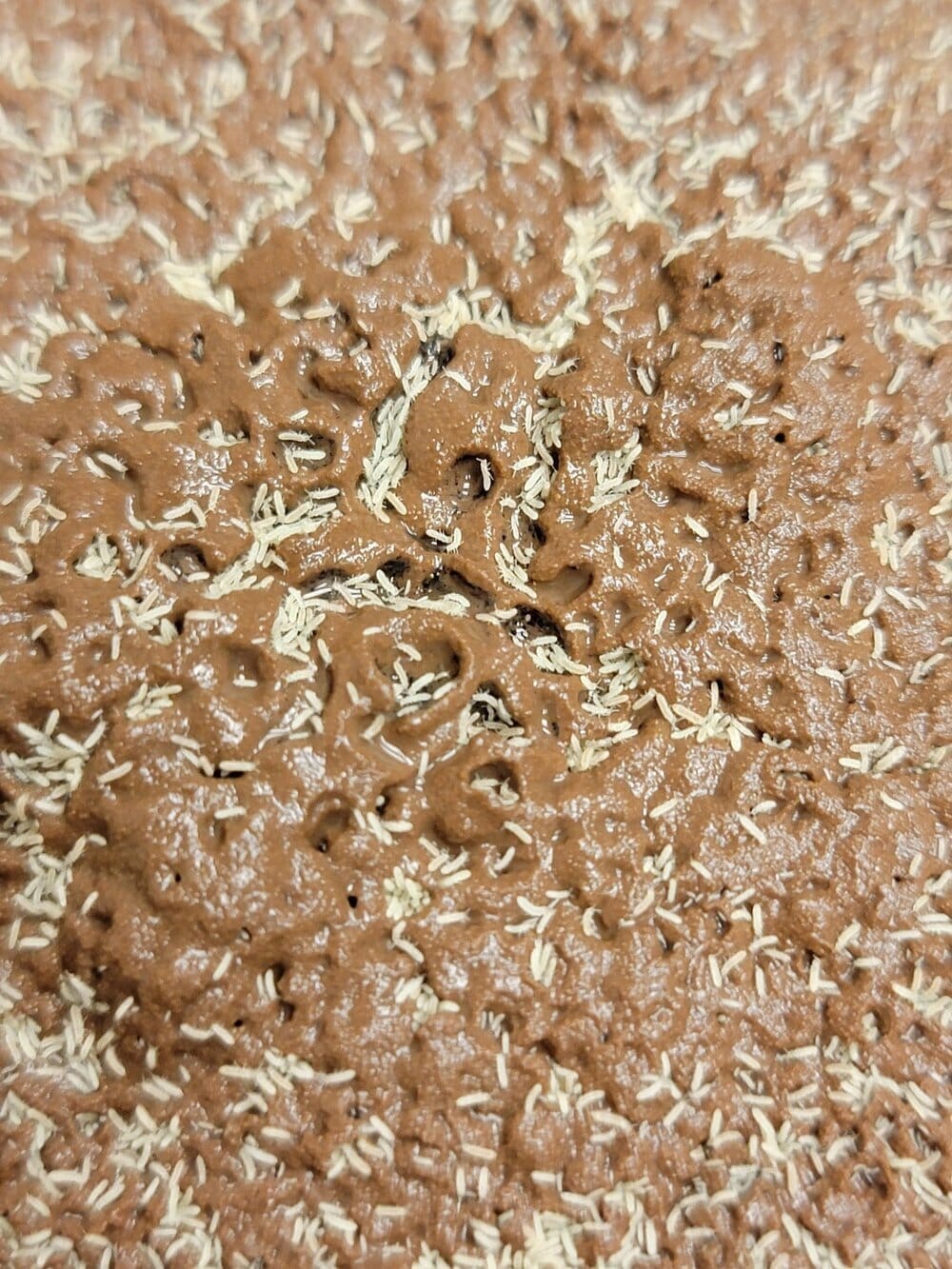 Springtail Starter Culture – Dubia.com