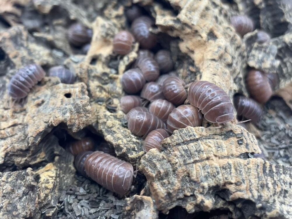 Armadillo officinalis "Spanish Red" Isopods | Dubia.com