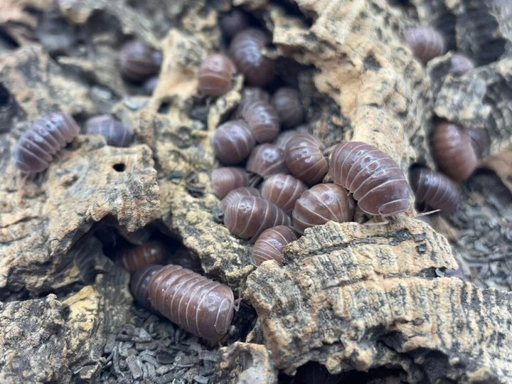 Premium Isopods for Sale: Discover a Variety of Species – Dubia.com
