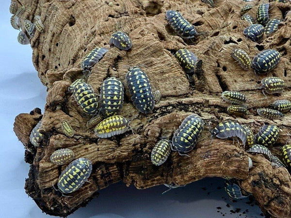 "High Yellow Spotted Giant" isopods (Armadillidium Gestroi) – Dubia.com