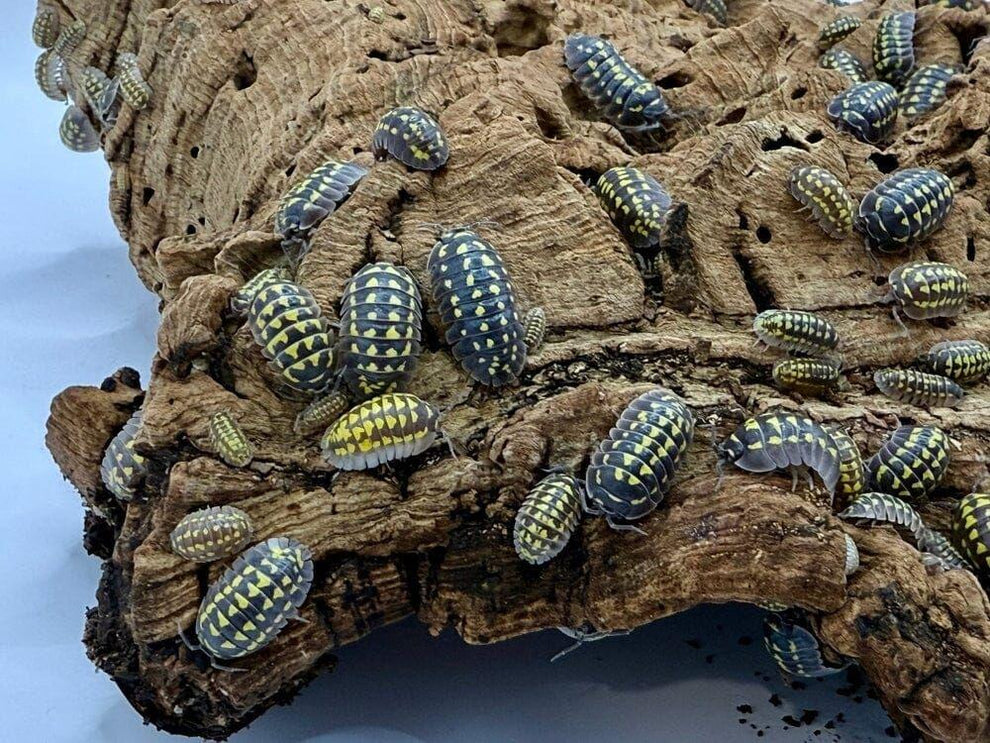 "High Yellow Spotted Giant" isopods (Armadillidium Gestroi) – Dubia.com