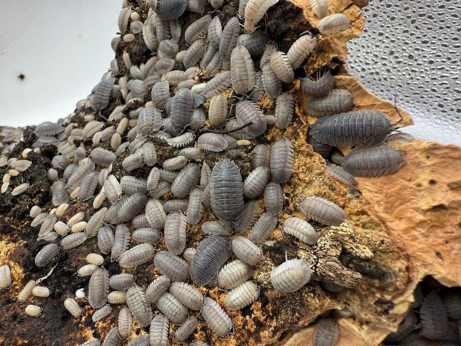 Premium Isopods for Sale: Discover a Variety of Species – Dubia.com