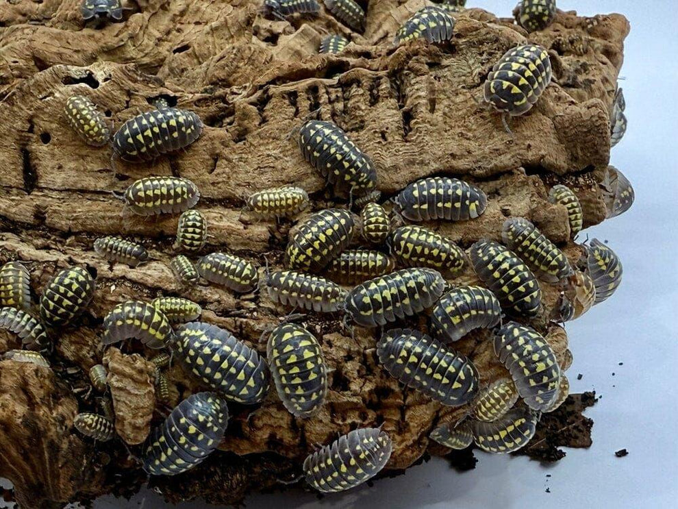 "High Yellow Spotted Giant" isopods (Armadillidium Gestroi) – Dubia.com