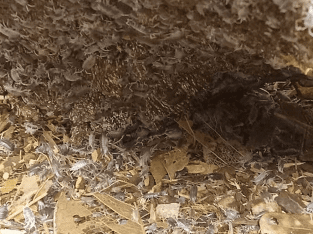 Porcellionoides pruinosus 'Oreo Crumble' Isopods | Dubia.com