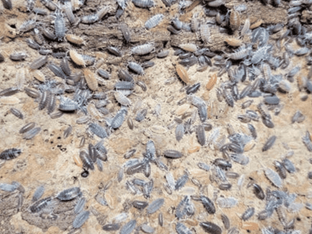 Isopods For Sale / Live Arrival Guarantee – Dubia.com