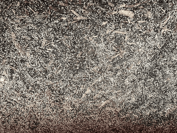 Springtails – Dubia.com