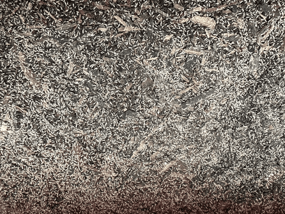 Springtails – Dubia.com