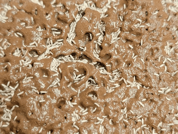 Springtails – Dubia.com