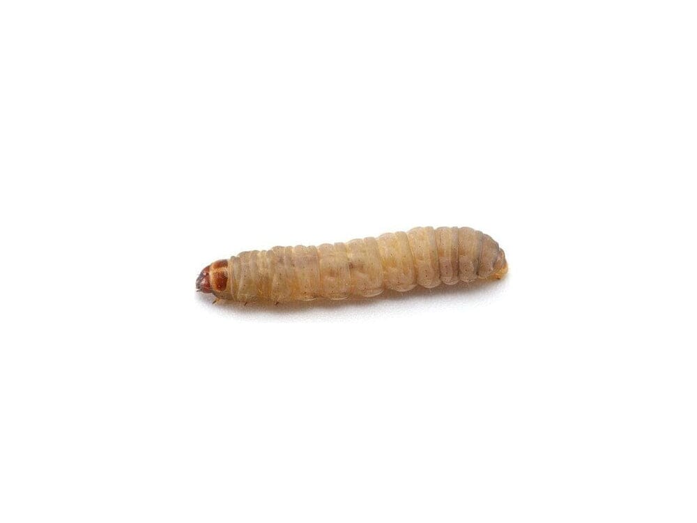 All Products - Feeders & Supplies | “Browse the Full Collection ...