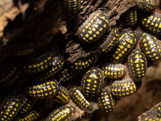 "High Yellow Spotted Giant" isopods (Armadillidium Gestroi) – Dubia.com