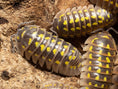 "High Yellow Spotted Giant" isopods (Armadillidium Gestroi) – Dubia.com