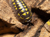 "High Yellow Spotted Giant" isopods (Armadillidium Gestroi) – Dubia.com