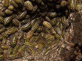 "High Yellow Spotted Giant" isopods (Armadillidium Gestroi) – Dubia.com