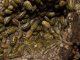 "High Yellow Spotted Giant" isopods (Armadillidium Gestroi) – Dubia.com