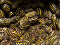 "High Yellow Spotted Giant" isopods (Armadillidium Gestroi) – Dubia.com