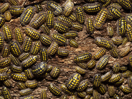"High Yellow Spotted Giant" isopods (Armadillidium Gestroi) – Dubia.com