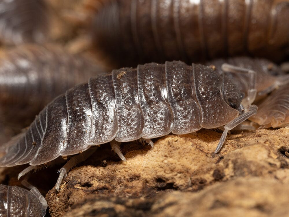 Isopods For Sale / Live Arrival Guarantee – Dubia.com
