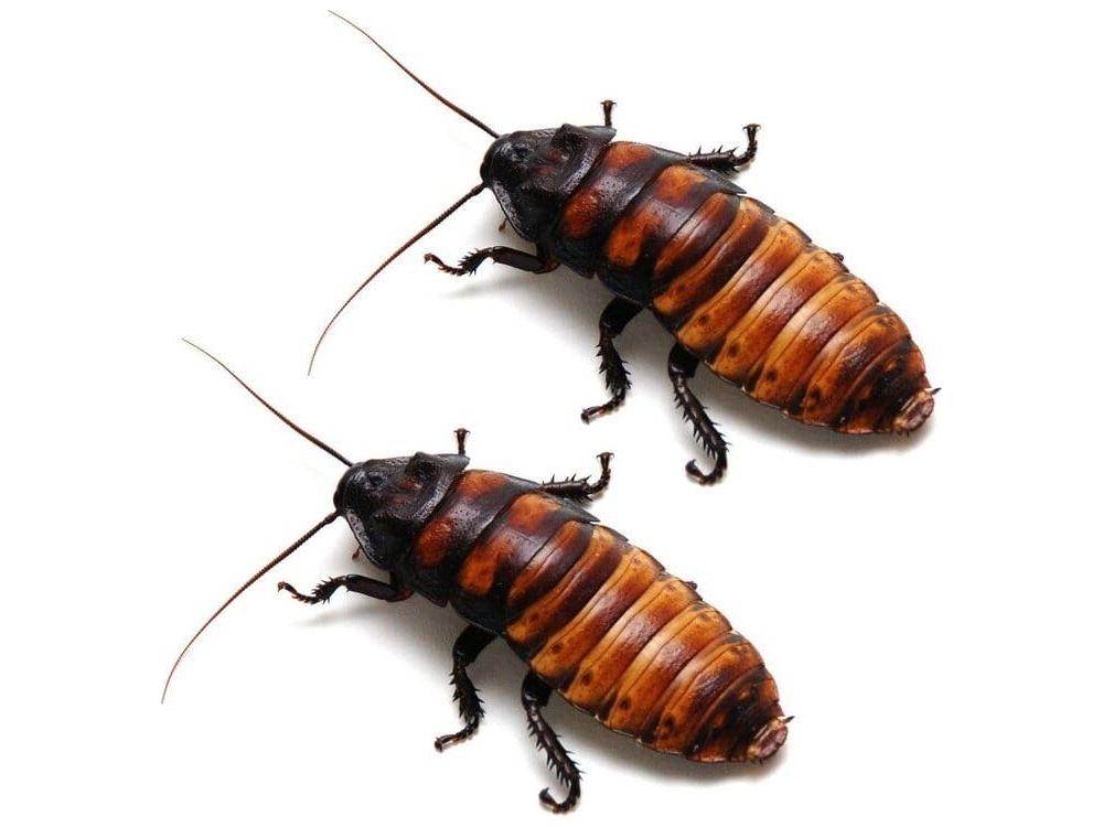 Hissing Cockroaches - Feeders & Pets | “Order Healthy Hissers” – Dubia.com