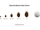 Discoid Roaches (Dubia Alternative) | Dubia.com