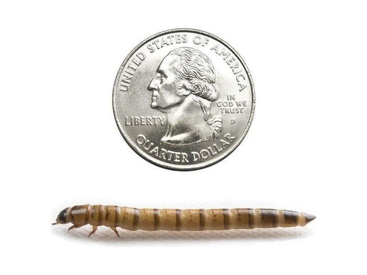 Live Insects For Sale – Dubia.com