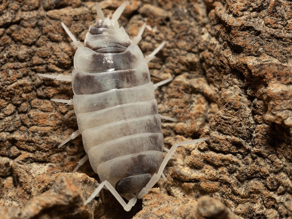 Porcellionoides pruinosus 'Oreo Crumble' Isopods | Dubia.com
