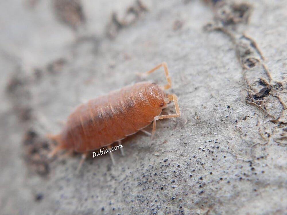 Porcellionides pruinosus "Powder Orange" Isopods – Dubia.com