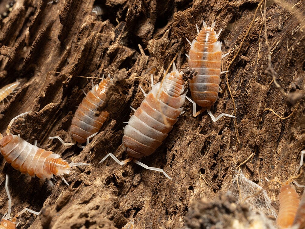 Porcellionoides pruinosus 'Oreo Crumble' Isopods | Dubia.com