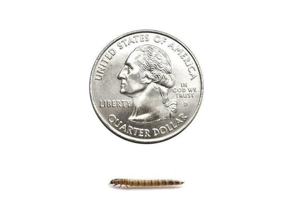 Small Superworm 1,000ct Auction – Dubia.com